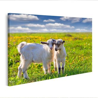 Islandburner Leinwandbild Zwei junge Ziegen auf bl&uuml;hender Wiese bei sch&ouml;nem Wetter - Leinwand 100x57cm