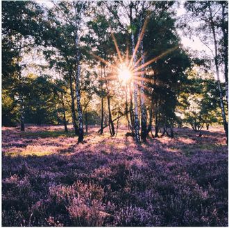 Wallario Sticker/Aufkleber f&uuml;r K&uuml;hlschrank/Geschirrsp&uuml;ler/K&uuml;chenschr&auml;nke, Selbstklebende Folie - 60 x 60 cm, Motiv: Heide im Morgenlicht