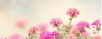 Wallario Glasbild Zarte Bl&uuml;ten in Rosa - 50 x 125 cm Wandbilder Glas in Premium-Qualit&auml;t: Brillante Farben, freischwebende Optik