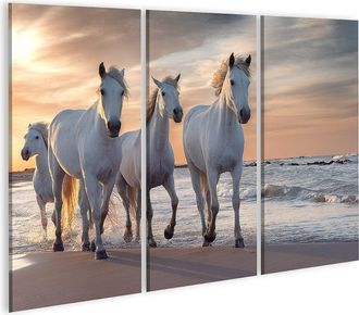 Islandburner Bild auf Leinwand Weiße Pferde Camargue Frankreich Herde Bilder Wandbilder Poster