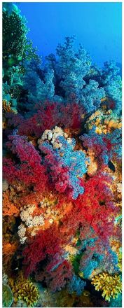 Wallario Glasbild Farbenfrohes Korallenriff - 50 x 125 cm Wandbilder Glas in Premium-Qualit&auml;t: Brillante Farben, freischwebende Optik