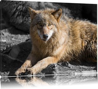 Pixxprint aufschauender maiestätischer Wolf B&W, Größe: 120x80cm, Leinwandbild, fertig gespannt, Wandbild, Dekoration, Kunstdruck, kein Poster