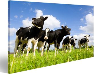 Islandburner Bild auf Leinwand Holstein Kühe Auf Der Wiese Bilder Wandbilder Poster