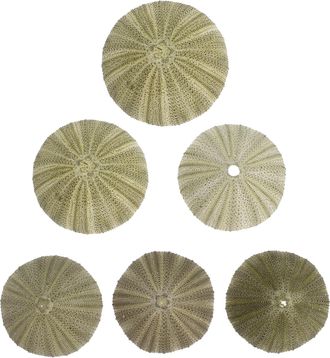 Artibetter Toyvian 6 St&uuml;ck Teiliges Nat&uuml;rliche Seeigel Schalen Einzigartiger Dekorationshalter f&uuml;r Luftpflanzen Handverlesen Vielseitig f&uuml;r Strand Meeresthema Wo