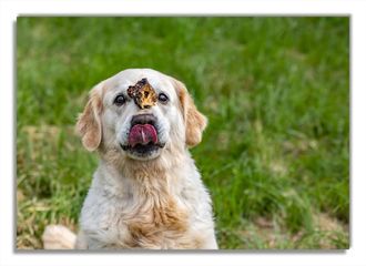 Wallario selbstklebendes Poster - Hund trifft Leckerli, Aufkleber in Premiumqualit&auml;t, Klebefolie Gr&ouml;&szlig;e: 70 x 100 cm (Riesenposter)