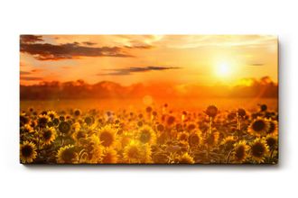 Paul Sinus Art Sinus Art Wandbild 120x60cm Feld voller Sonnenblumen im goldenen Licht eines spektakul&auml;ren Sonnenuntergangs