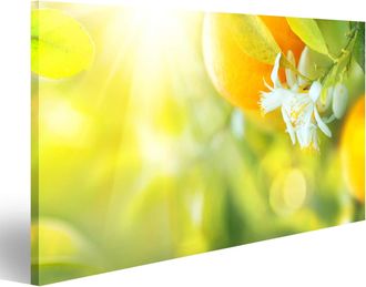 Islandburner Bild auf Leinwand Blühender Orangen Oder Zitronenbaum Zitronen Oder Orangen Wachsen Im Sonnigen Ob Bilder Wandbilder Poster