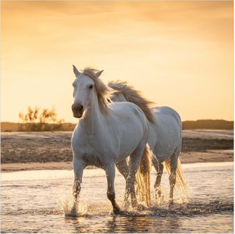 Wallario Sticker/Aufkleber f&uuml;r K&uuml;hlschrank/Geschirrsp&uuml;ler/K&uuml;chenschr&auml;nke, Selbstklebende Folie - 60 x 60 cm, Motiv: Pferde im Abendlicht