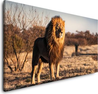 Paul Sinus Art Löwe auf einem kleinem Berg 120x 60cm Panorama Leinwand Bild XXL Format Wandbilder Wohnzimmer Wohnung Deko Kunstdrucke