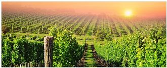 Wallario selbstklebendes Poster - Weinberg mit untergehender Sonne, Aufkleber in Premiumqualit&auml;t, Klebefolie Gr&ouml;&szlig;e: 80 x 200 cm XXL-Poster