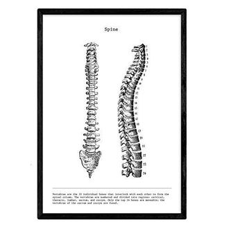 Nacnic Posters nacniques danatomie noire et blanche avec des images du corps humain. Assiette sur la biologie et la m&eacute;decine en d&eacute;tail de colonne vert&eacute;brale.
