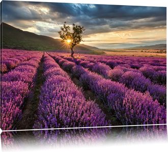Pixxprint Traumhafte Lavendel Provence mit einsamen Baum, Größe: 100x70cm, Leinwandbild, fertig gespannt, Wandbild, Dekoration, Kunstdruck, kein Poster