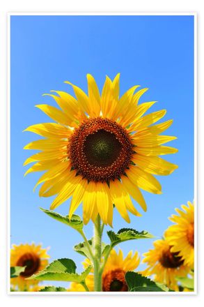 Posterlounge Strahlende Sonnenblume Poster 20 x 30 cm Wandbilder Wanddeko
