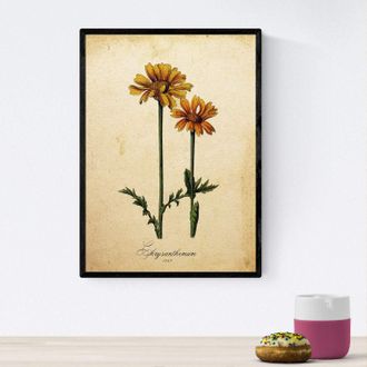 Nacnic Poster von Blumen mit Vintage Hintergrund - Chrysantemum. Klassische Inneneinrichtung mit botanischen Illustrationen. A4 mit Rahmen