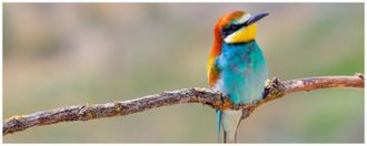 Wallario Glasbild Vogel auf AST - 50 x 125 cm Wandbilder Glas in Premium-Qualit&auml;t: Brillante Farben, freischwebende Optik