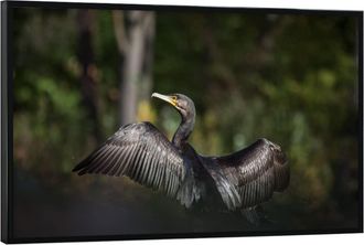 artboxONE Poster mit schwarzem Rahmen 30x20 cm Natur Kormoran - Bild kormorane flügel kormorane
