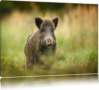 Pixxprint Stolzes Wildschwein im Wald, Größe: 120x80cm, Leinwandbild, fertig gespannt, Wandbild, Dekoration, Kunstdruck, kein Poster