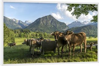 artboxONE Poster mit weißem Rahmen 45x30 cm Natur Kühe im Allgäu Oberstdorf - Bild allgäu allgäuer braunvieh Bayern