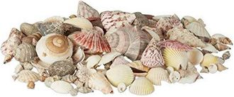 Relaxdays Muschel Deko im Set, Mix mit gro&szlig;en Meeresschnecken, Jakobsmuscheln, Stranddeko zum Basteln, maritim 1kg, bunt