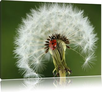 Pixxprint Marienk&auml;fer auf Pusteblume, Gr&ouml;&szlig;e: 60x40cm, Leinwandbild, fertig gespannt, Wandbild, Dekoration, Kunstdruck, kein Poster