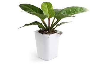 Qualy Qualy Oasis Square Blumentopf Viereckig mit Selbstbew&auml;sserungssystem in der Farbe Wei&szlig;, Gr&ouml;&szlig;e: L, QL10306-WH-GY, 30x25,7x22,5 cm