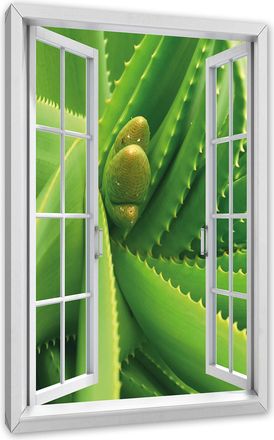 Pixxprint Aloe Vera, Fenster, Gr&ouml;&szlig;e: 100x70cm, Leinwandbild, fertig gespannt, Wandbild, Dekoration, Kunstdruck, kein Poster