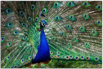 Wallario Outdoor-Poster f&uuml;r Garten oder Balkon Farbenpr&auml;chtiger Pfau, Motivbanner Gr&ouml;&szlig;e: ca. 60 x 90 cm, Outdoor-Bild