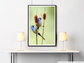 Paul Sinus Art Sinus Art Kunst Leinwandbild - Tierfotografie - Bartmeisen im Schilf- Fotodruck in gestochen scharfer Qualit&auml;t