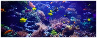 Wallario Glasbild Farbenwelt unter Wasser - 50 x 125 cm Wandbilder Glas in Premium-Qualit&auml;t: Brillante Farben, freischwebende Optik