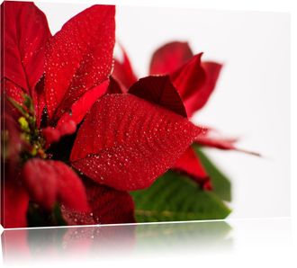 Pixxprint Bl&uuml;te Weihnachtsstern, Gr&ouml;&szlig;e: 80x60cm, Leinwandbild, fertig gespannt, Wandbild, Dekoration, Kunstdruck, kein Poster