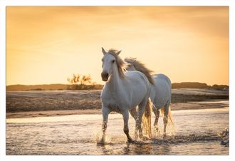 Wallario selbstklebendes Poster - Pferde im Abendlicht, Aufkleber in Premiumqualit&auml;t, Klebefolie Gr&ouml;&szlig;e: 61 x 91,5 cm (Maxiposter)