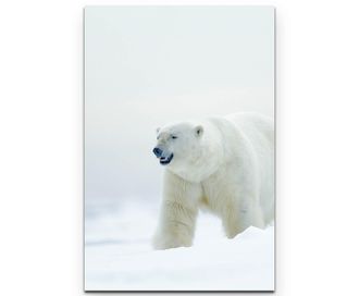 Paul Sinus Art Leinwandbilder | Bilder Leinwand 90x60cm Eisb&auml;r im Schnee