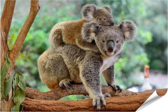 Islandburner XXL Bild Poster Koala Mit Baby Auf Einem Ast Sitzen Im Gr&uuml;nen Premium Bilder Fotodruck