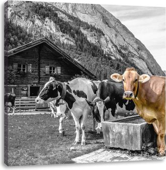 Pixxprint Kühe auf Almwiese am Trog B&W Detail, Größe: 40x40 cm, Leinwandbild Quadratisch, Wandbild, Kunstdruck, fertig bespannt