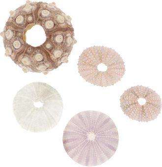 Cabilock 5 Stück Teiliges Seeigel Muschel Deko mit Natürlicher Oberfläche Vielseitiger Luftpflanzenhalter und Tischdeko Geeignet für Aquarium und Kreative Pfla