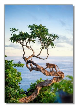 Wallario selbstklebendes Poster - AFFE auf Baum, Aufkleber in Premiumqualit&auml;t, Klebefolie Gr&ouml;&szlig;e: 70 x 100 cm (Riesenposter)