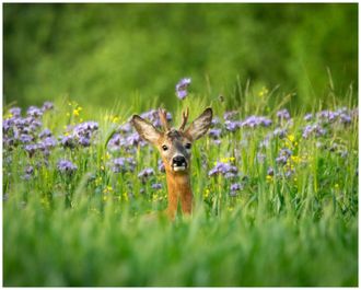 Wallario Poster - Rehbock auf Wiese in Premiumqualit&auml;t, Gr&ouml;&szlig;e: 40 x 50 cm
