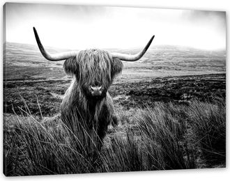 Pixxprint Highland Rind mit großen Hörnern Steppe, Monochrome, Größe: 100x70cm, Leinwandbild, fertig gespannt, Wandbild, Dekoration, Kunstdruck, kein Poster
