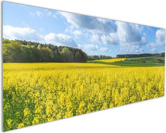 Wallario K&uuml;chenr&uuml;ckwand aus Glas 125 x 50 cm, Motiv: Bl&uuml;hendes Rapsfeld | Spritzschutz abwischbar & pflegeleicht