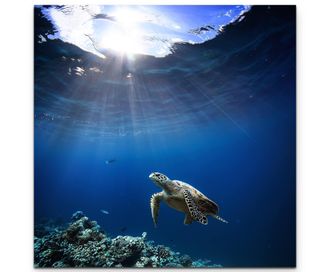 Paul Sinus Art Leinwandbilder | Bilder Leinwand 60x60cm Meeresschildkr&ouml;te