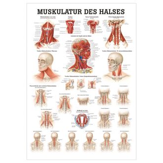R&uuml;diger Muskulatur des Halses Poster Anatomie 70x50 cm medizinische Lehrmittel