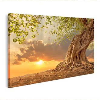 Islandburner Leinwandbild Atemberaubender alter Baum vor einem malerischen Sonnenuntergang - Leinwand 100x57cm