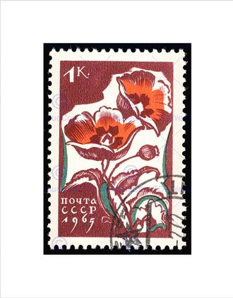 Wee Blue Coo POSTAGE USSR SOVIET STAMP PLANT FLOWER 1965 POPPY FRAMED ART PRINT B12X11055