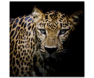 Paul Sinus Art Leinwandbilder | Bilder Leinwand 60x60cm Portrait Leopard