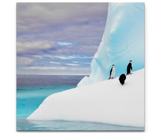 Paul Sinus Art Leinwandbilder | Bilder Leinwand 60x60cm Pinguine in der Antarktis