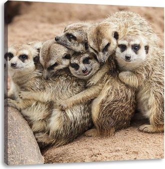Pixxprint kuschelnde Erdm&auml;nnchen, Gr&ouml;&szlig;e: 60x60, Leinwandbild Quadratisch, Wandbild, Kunstdruck, fertig bespannt