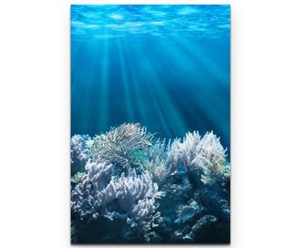 Paul Sinus Art Leinwandbilder | Bilder Leinwand 90x60cm friedliche Unterwasserlandschaft mit Korallen