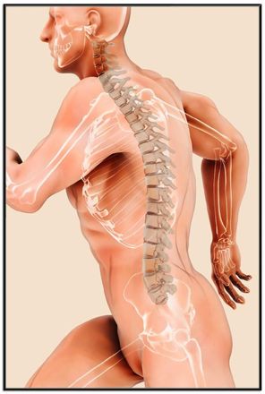 Wallario Wandbild - Anatomie Wirbels&auml;ule - Menschliches Skelett beim Laufen in Premiumqualit&auml;t, Poster mit schwarzem Rahmen, Gr&ouml;&szlig;e: 61 x 91,5 cm