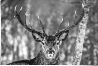 Reinders Poster, Hirsch im Winter, Wohnzimmer, Poster, Wanddeko, Room Decor, 150 gr. glänzend Bilderdruckpapier, Weiß, 61x91,5cm