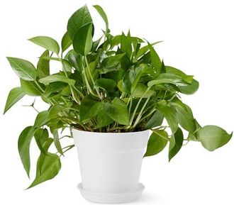 Amazon Basics Blument&ouml;pfe, 20.3 cm, Wei&szlig;, 1er-Pack